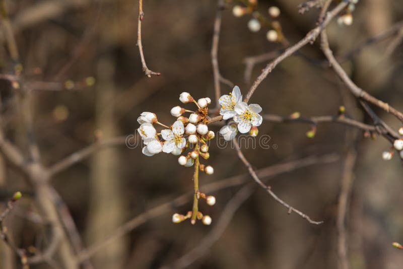 First Spring Blossoms on a Tree Stock Image - Image of detail, spring ...