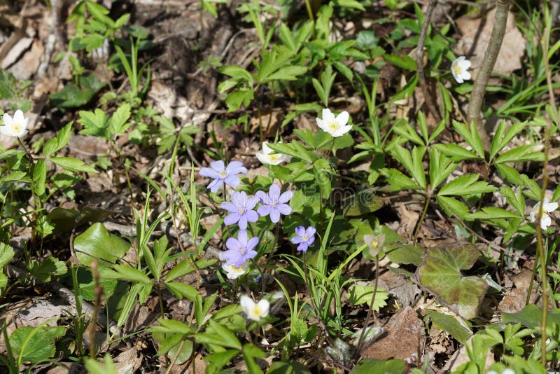 First Spring Blue Flowers in the Forest Stock Photo - Image of flora ...