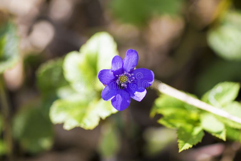 First Spring Blue Flowers in the Forest Stock Image - Image of macro ...