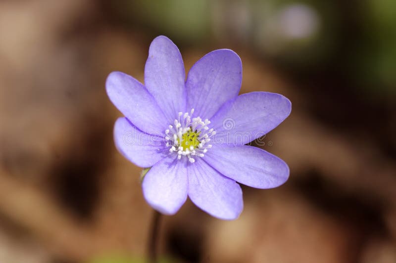 First spring blue flowers stock image. Image of spring - 31145737