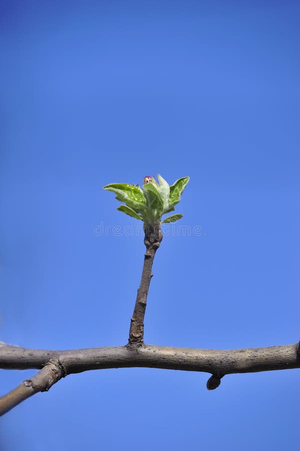 First spring bud stock image. Image of buds, willow, plant - 52529127