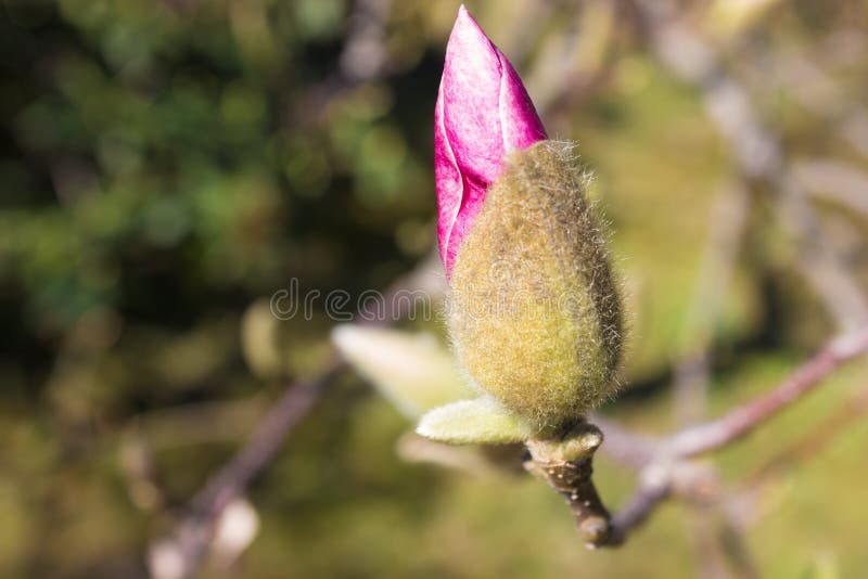 The First Spring Bud of Magnolia Stock Image - Image of blooming ...