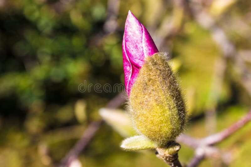The First Spring Bud of Magnolia Stock Photo - Image of flower, leaf ...