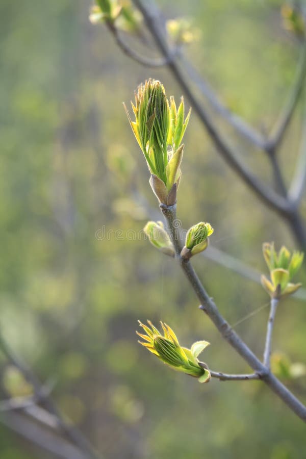 First Spring Buds on the Branch Stock Photo - Image of emerge, life ...