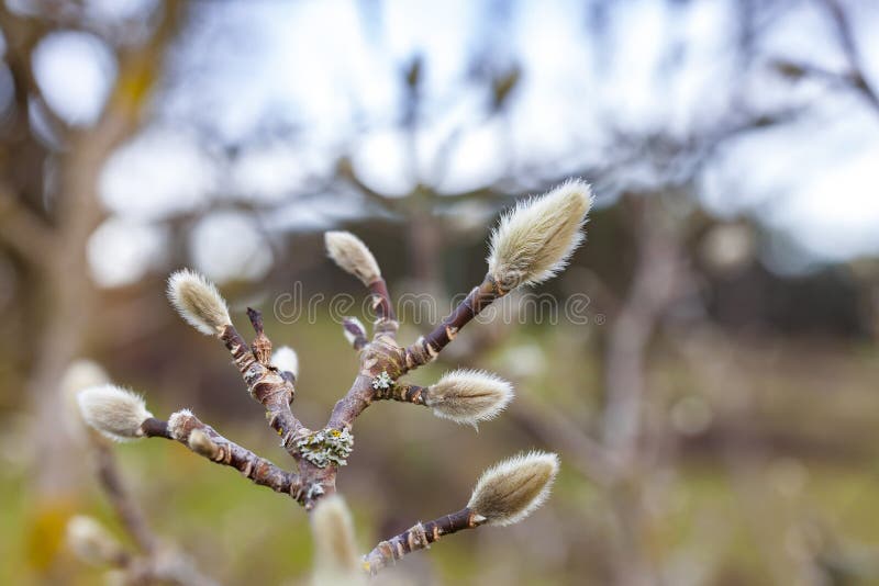 The First Spring Buds and Branches Stock Photo - Image of background ...