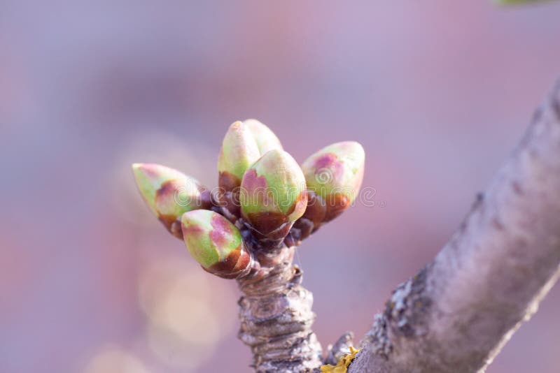 The First Buds and Branches Macro Background Stock Photo - Image of ...