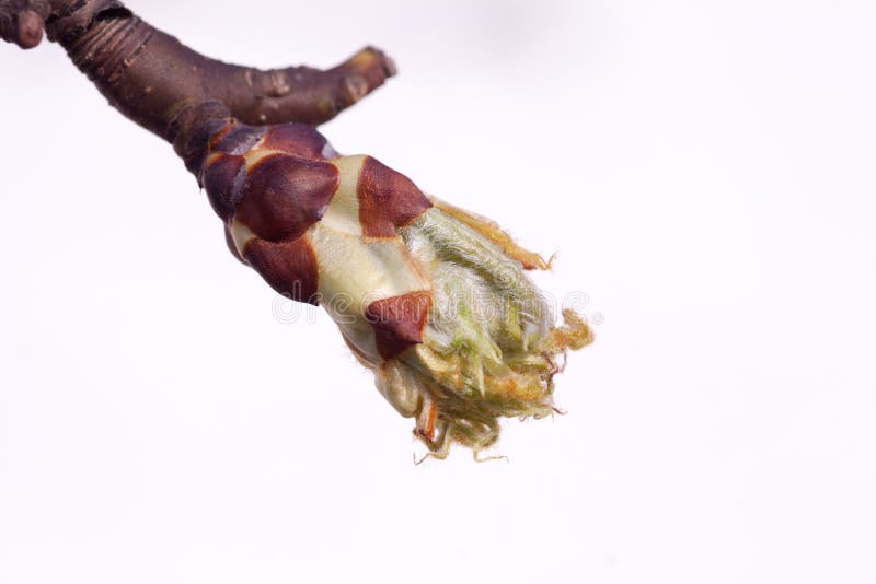 The First Buds and Branches Macro Background Stock Image - Image of ...