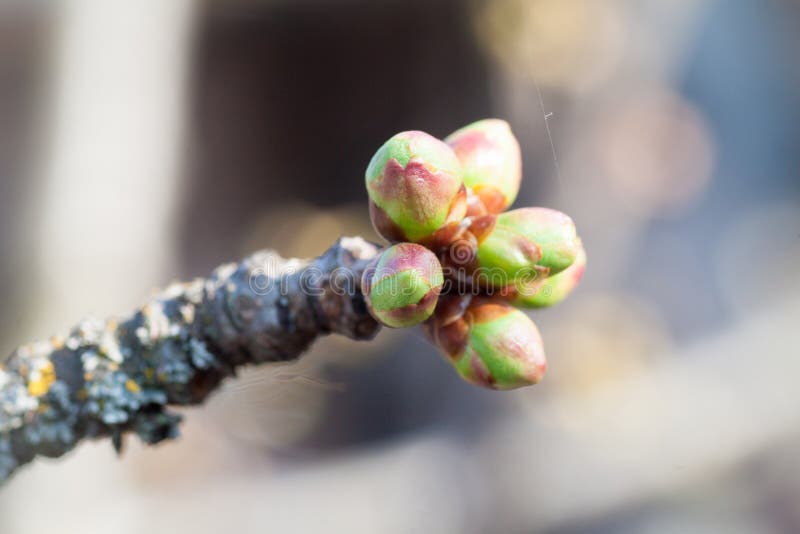 The First Buds and Branches Macro Background Stock Photo - Image of ...