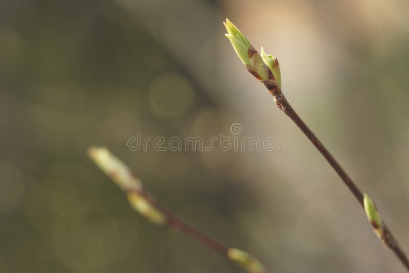 First Spring Buds on Bush in Forest Stock Image - Image of ...