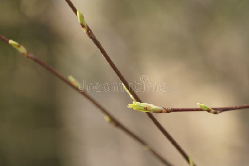 First Spring Buds on Bush in Forest Stock Image - Image of foliage ...