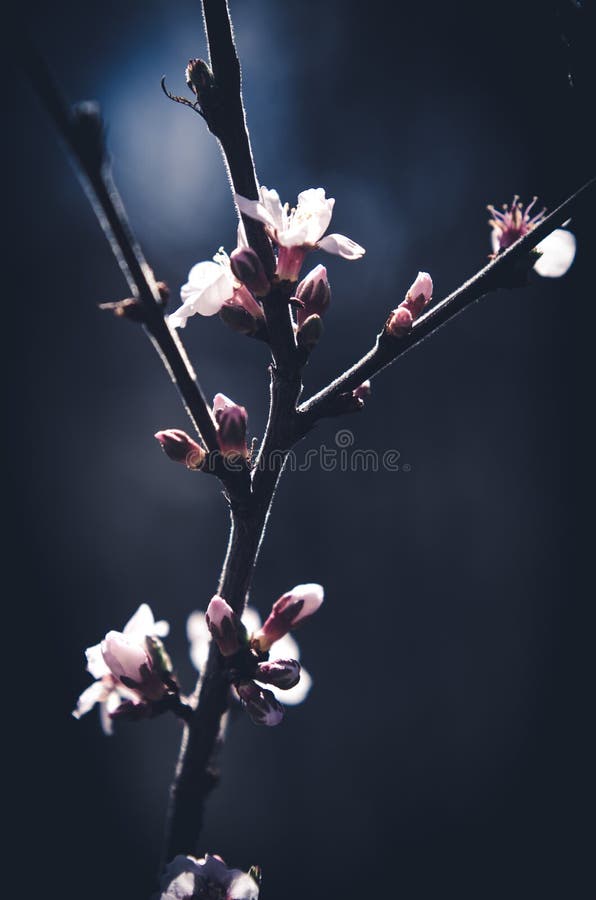 First spring buds. stock photo. Image of flower, delicate - 79812254