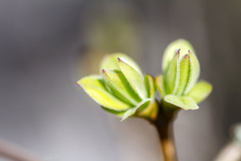 First Spring Buds on Lilac Bush Stock Image - Image of green, fresh ...