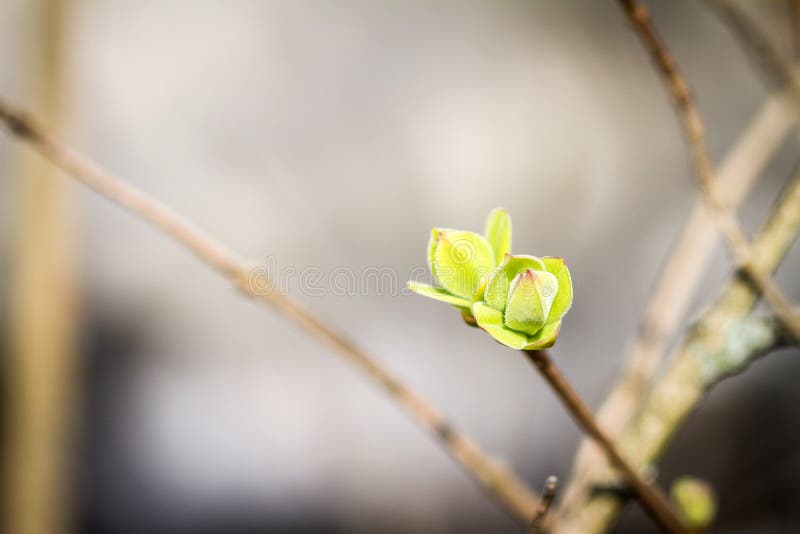 First Spring Buds on Lilac Bush Stock Photo - Image of buds, plant ...