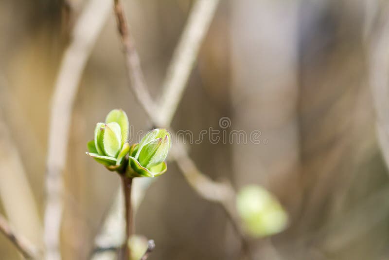 First Spring Buds on Lilac Bush Stock Image - Image of flora, leaves ...