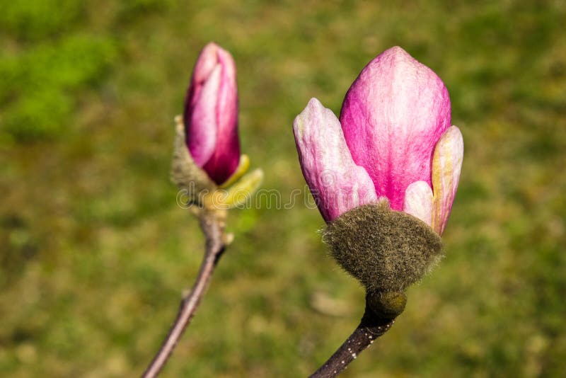 The First Spring Buds of Magnolia Stock Photo - Image of blooming ...