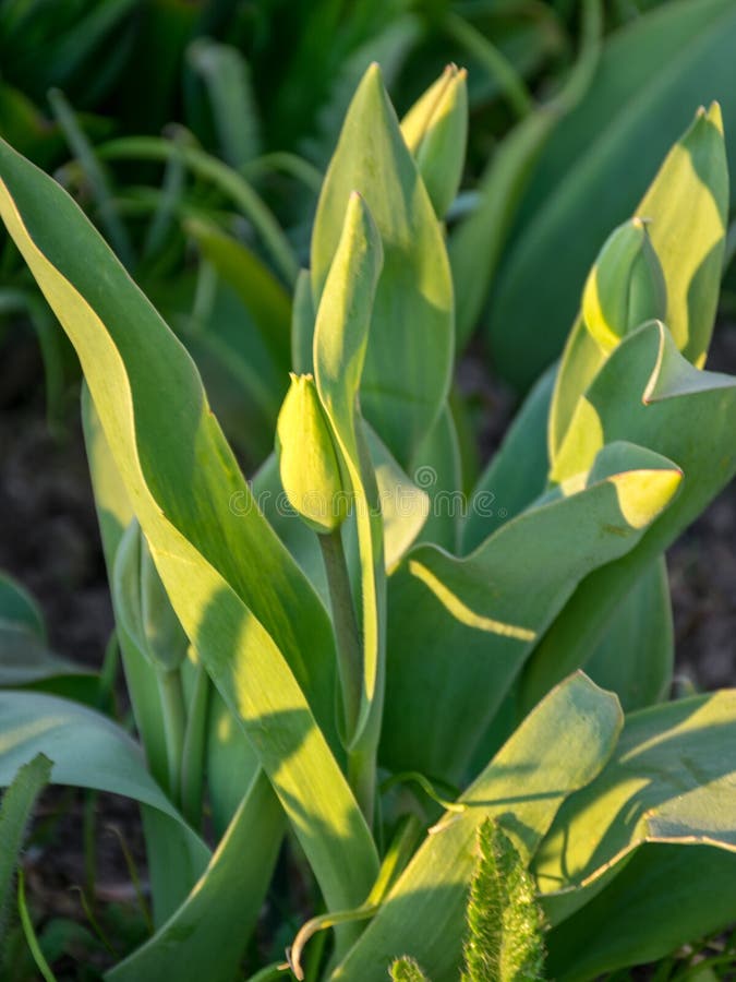 The First Spring Buds in Sunrise, Backlight Picture Early in the ...
