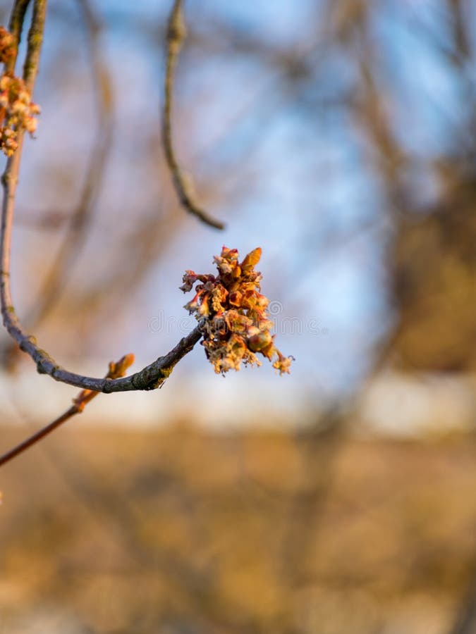 The First Spring Buds in Sunrise, Backlight Picture Early in the ...