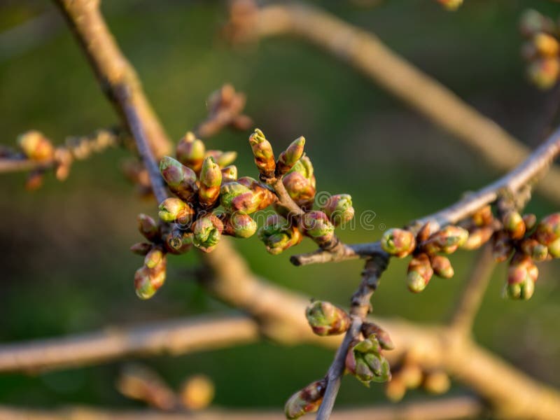 The First Spring Buds in Sunrise, Backlight Picture Early in the ...