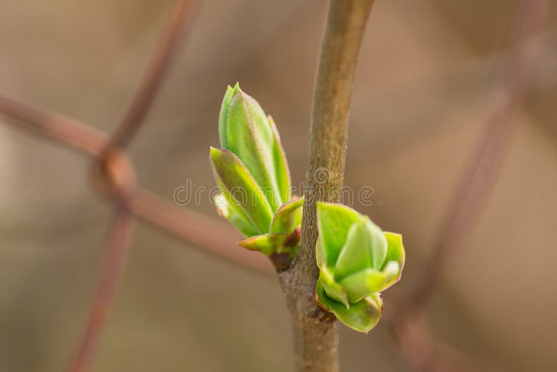 First Spring Buds on Tree Branch, Close Up Stock Photo - Image of ...