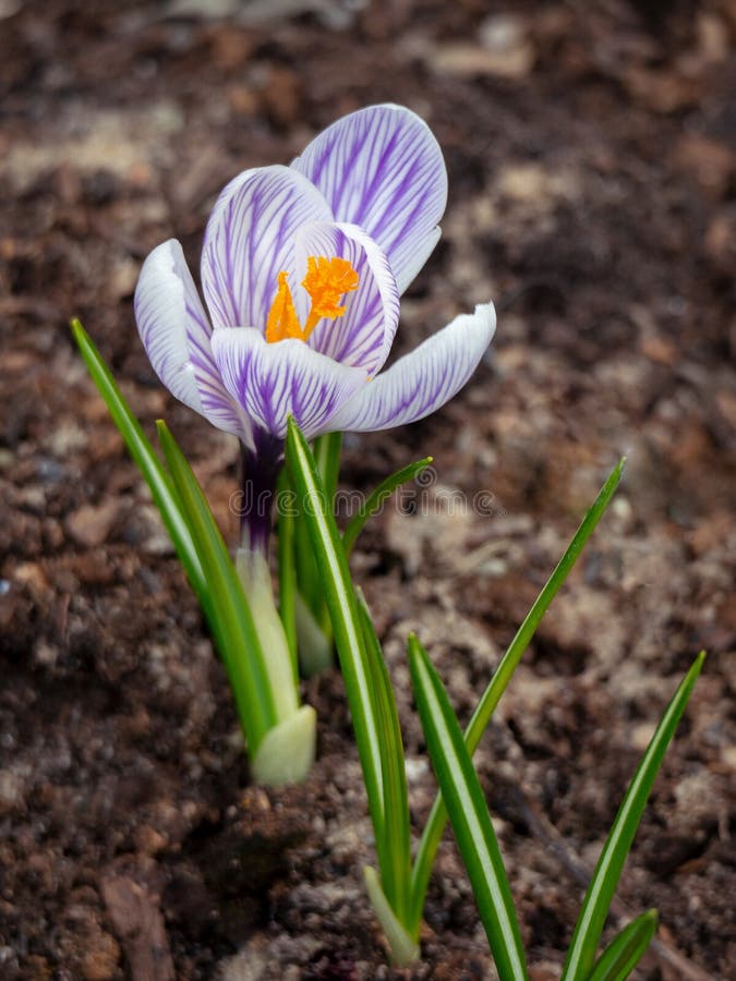 The First Spring Crocus Flower on a Background of the Earth. Saffron ...