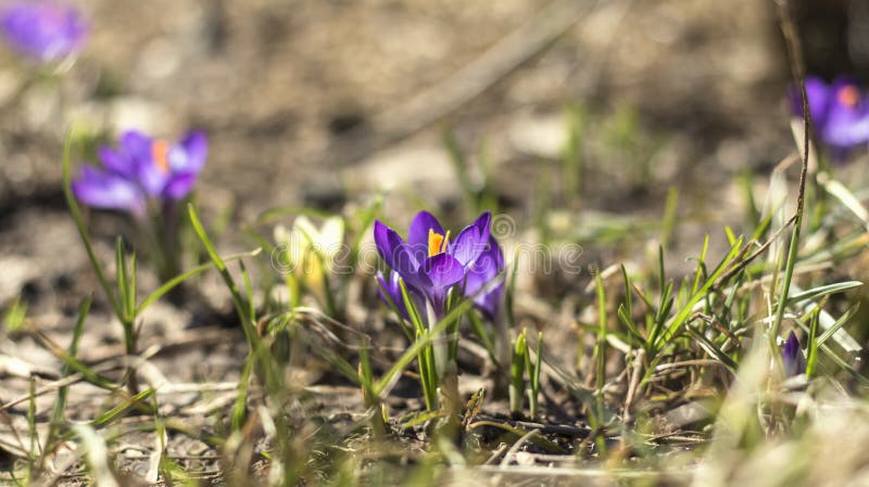 The First Spring Crocus Flowers in Bright Sunlight in a Natural ...