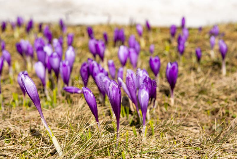 First Spring Crocuses in the Spring Stock Image - Image of gardening ...