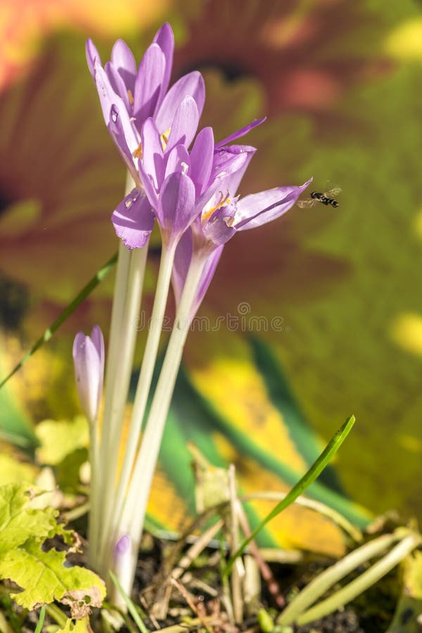 First Spring Crocuses in Sunlight Stock Photo - Image of nature, flower ...