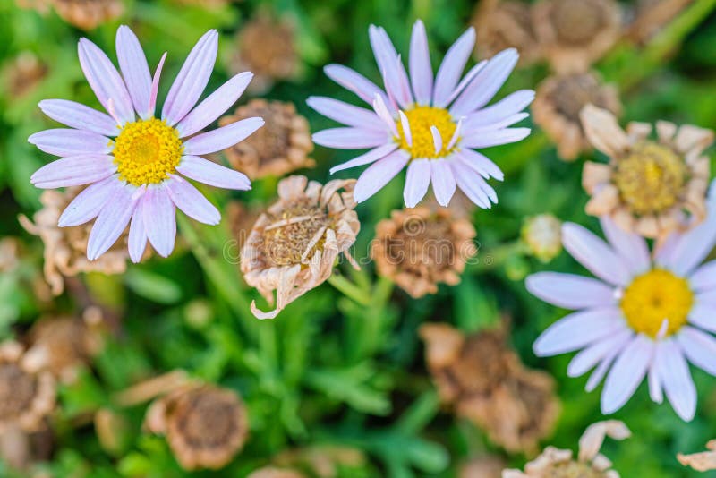First Spring Daisies in the Garden Stock Photo - Image of beauty, green ...