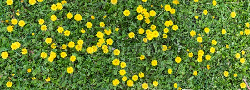 First Spring Dandelions in the Park Stock Image - Image of house, bloom ...