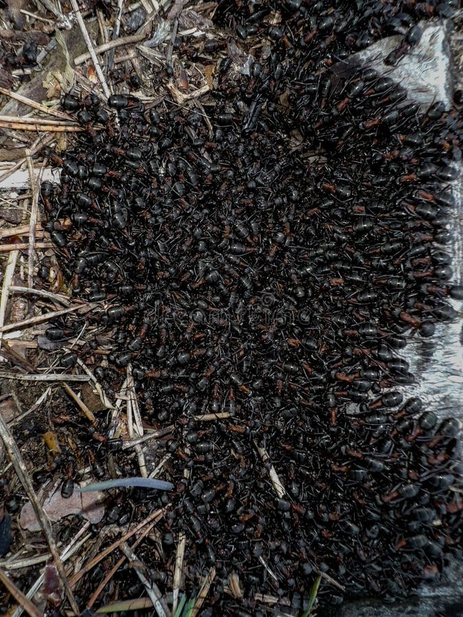 The First Spring Emergence of Ants from an Anthill Stock Photo - Image ...