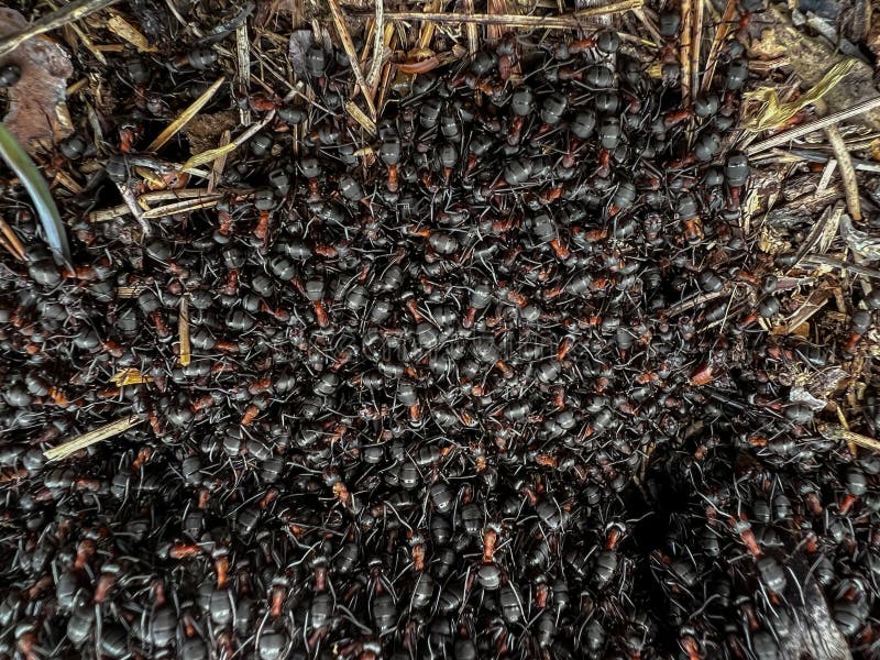 The First Spring Emergence of Ants from an Anthill Stock Photo - Image ...