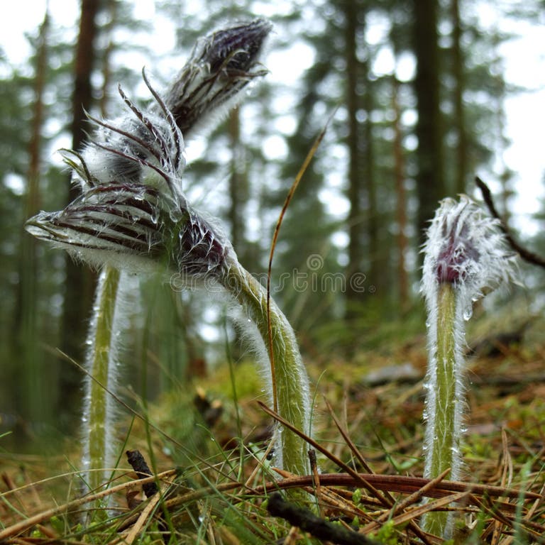 First spring flower stock image. Image of nectar, petals - 5155089