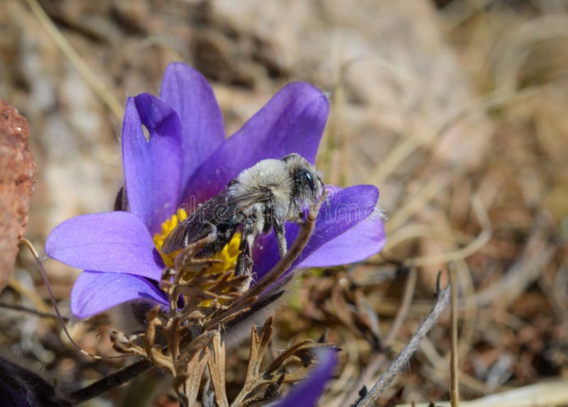 First Spring Flower and Bee Stock Image - Image of grow, nature: 117229985