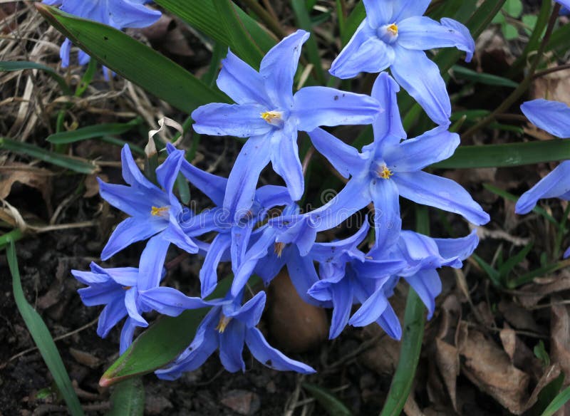 First Spring Flower Blue Flower Chionodoxa Stock Photo - Image of plant ...