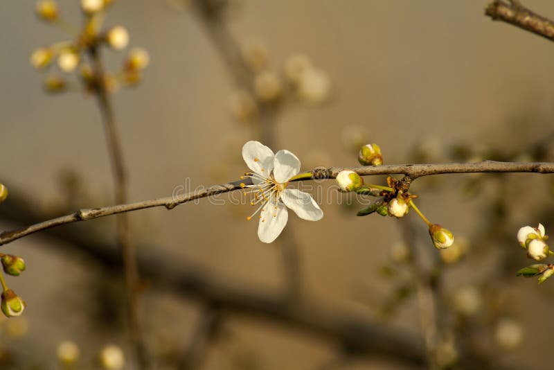 The First Spring Flower Buds of Fruit Trees. Stock Image - Image of ...
