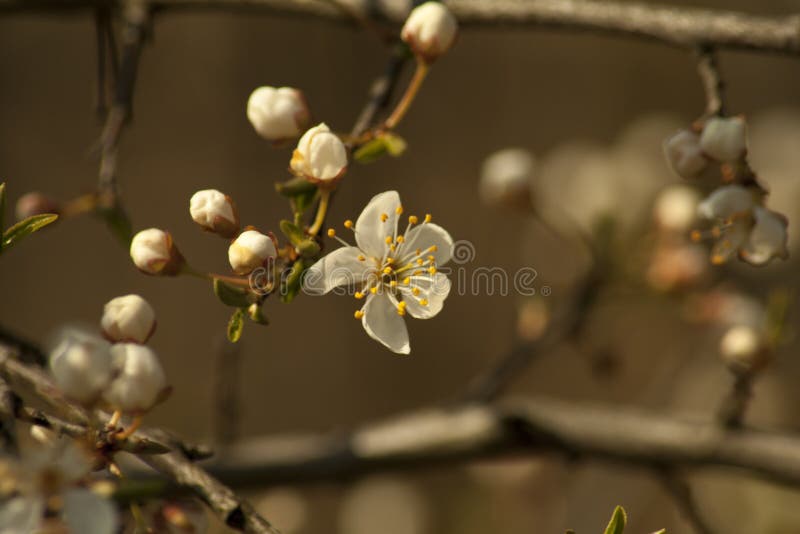 The First Spring Flower Buds of Fruit Trees Seen Closely at Sunrise ...