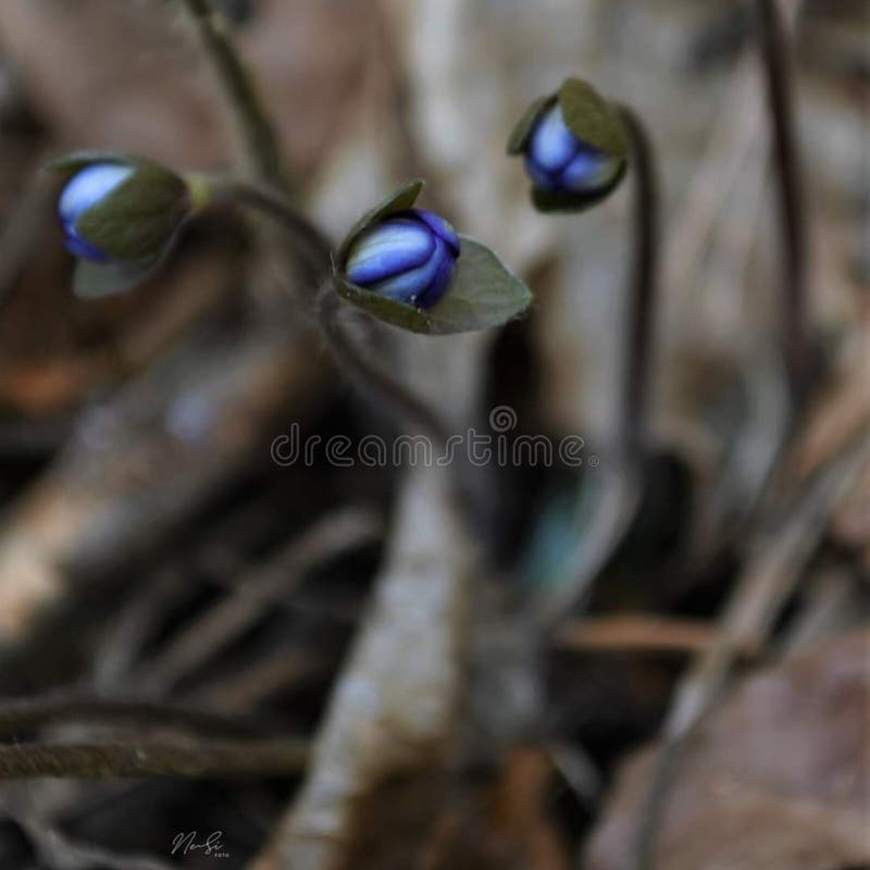 First Spring Flower Hepatica in Buds Stock Image - Image of buds ...