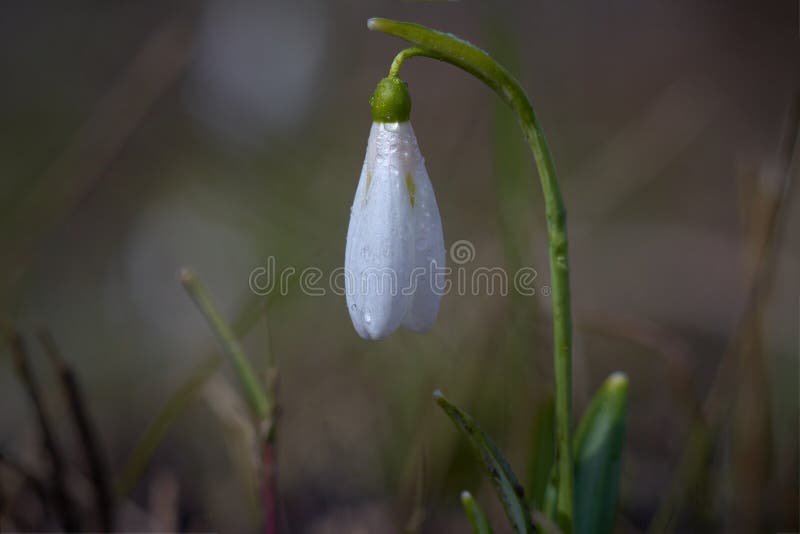 The First Spring Flower is One White Snowdrop Stock Image - Image of ...