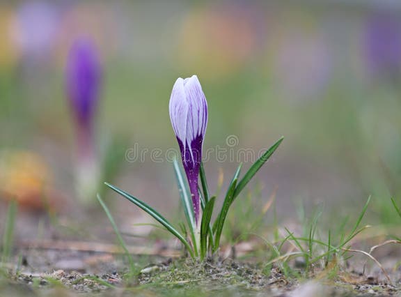 Crocus Spring Flower, Poland Nature Stock Image - Image of flora ...