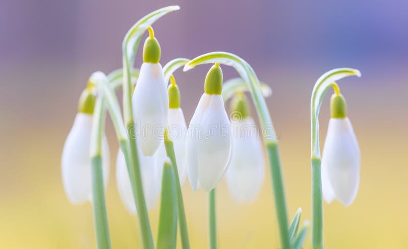 First Spring Flower - Snow Drops, Bright Background with Flowers Stock ...