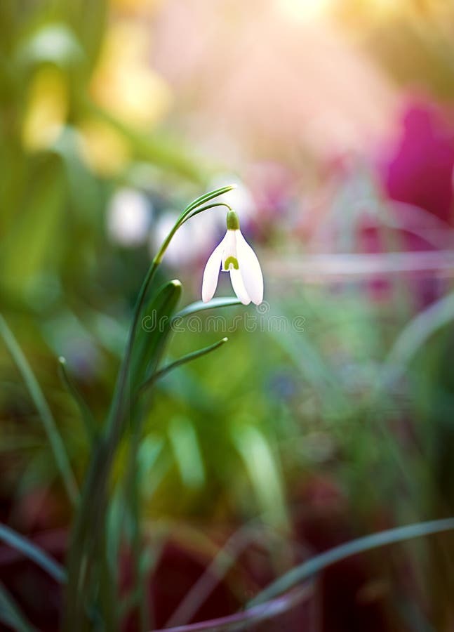 The First Spring Flower is a Snowdrop on a Blurred Background. Spring ...