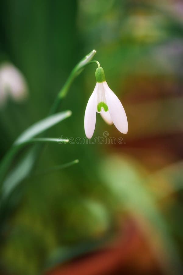 The First Spring Flower is a Snowdrop on a Blurred Background. Spring ...