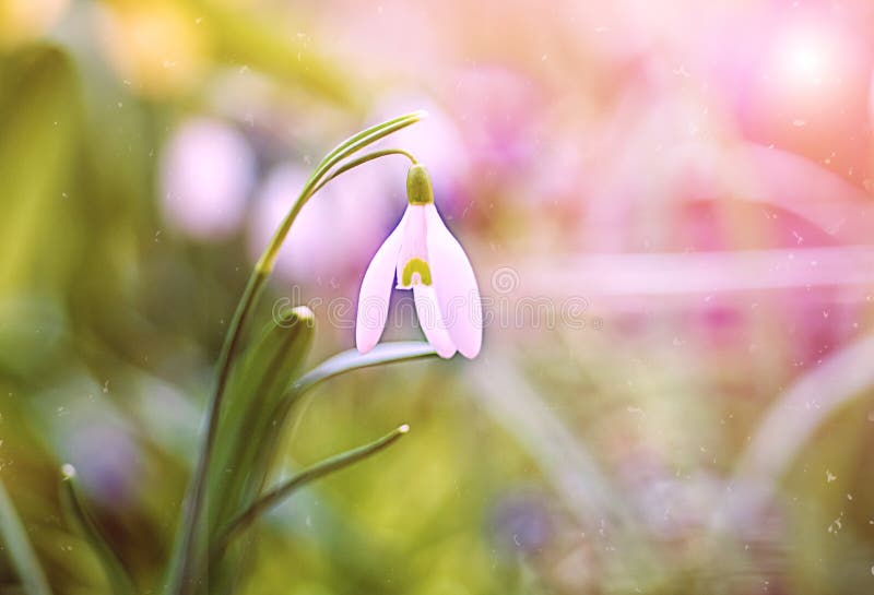 The First Spring Flower is a Snowdrop on a Blurred Background. Spring ...