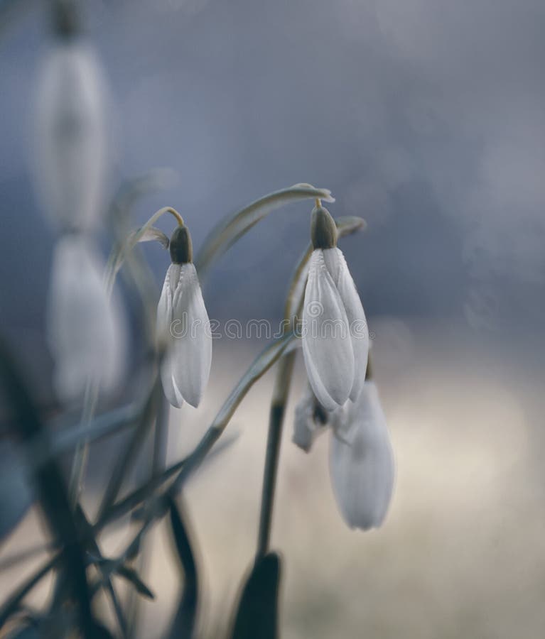 First Spring Flower Snowdrop Stock Photo - Image of frondage, tender ...