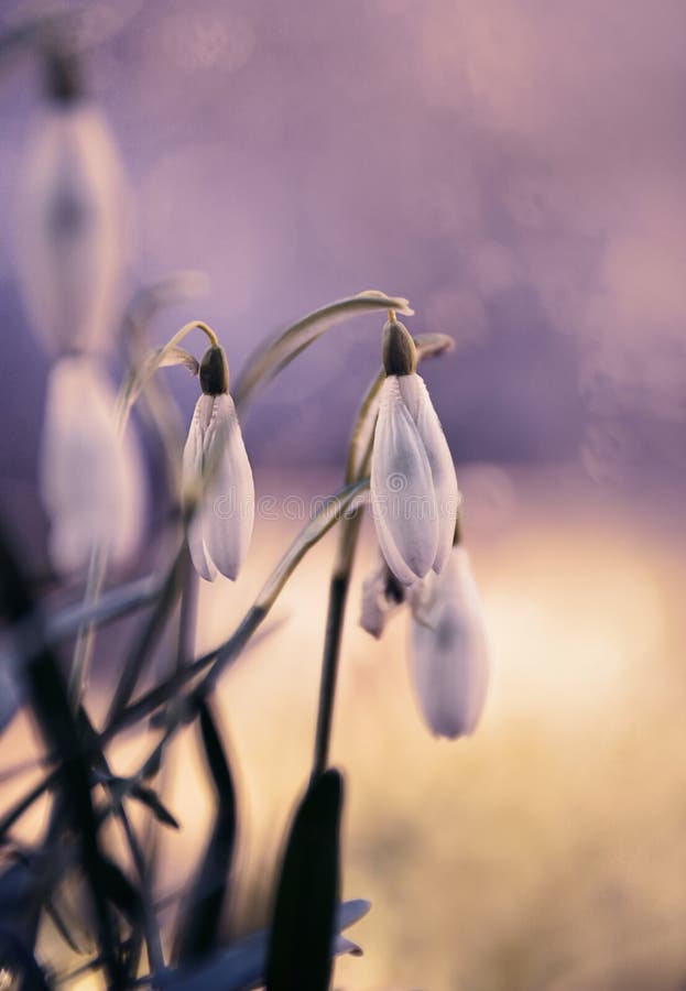 First Spring Flower Snowdrop Stock Photo - Image of soft, green: 239563298