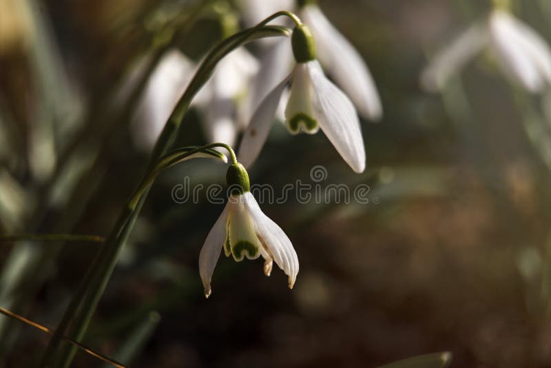 First Spring Flower Snowdrop Stock Image - Image of tender, snowdrops ...