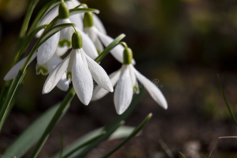 First Spring Flower Snowdrop Stock Photo - Image of breeding, bulbs ...