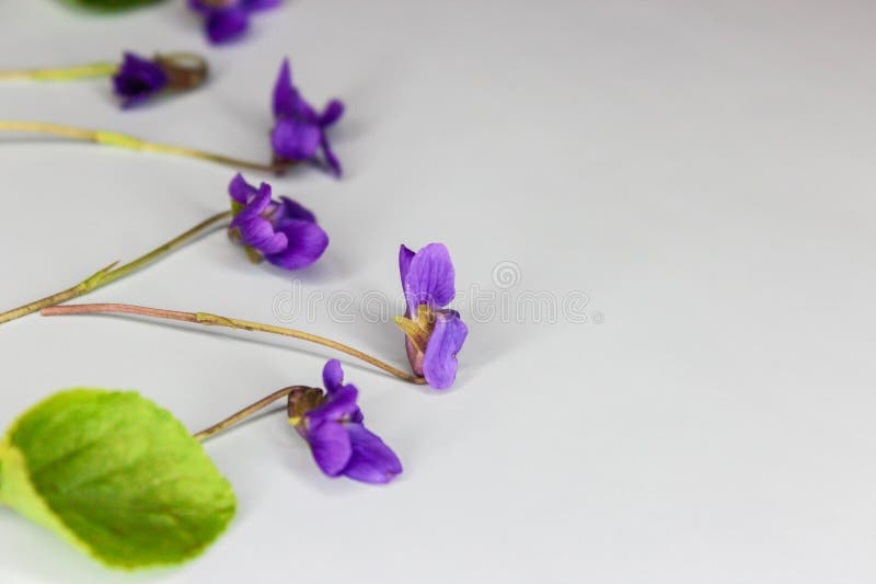 First Spring Flower Viola Odorata on the Light Blue Background Stock ...