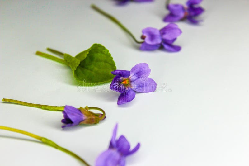 First Spring Flower Viola Odorata on the Light Blue Background Stock ...
