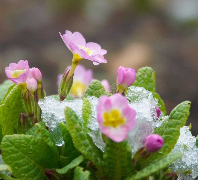 The first spring flowers stock image. Image of stamen - 13492259